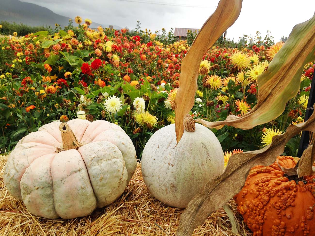 Hood River Fruit Loop - Darcy Dishes